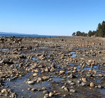 BCSGA | BC Shellfish Growers Association