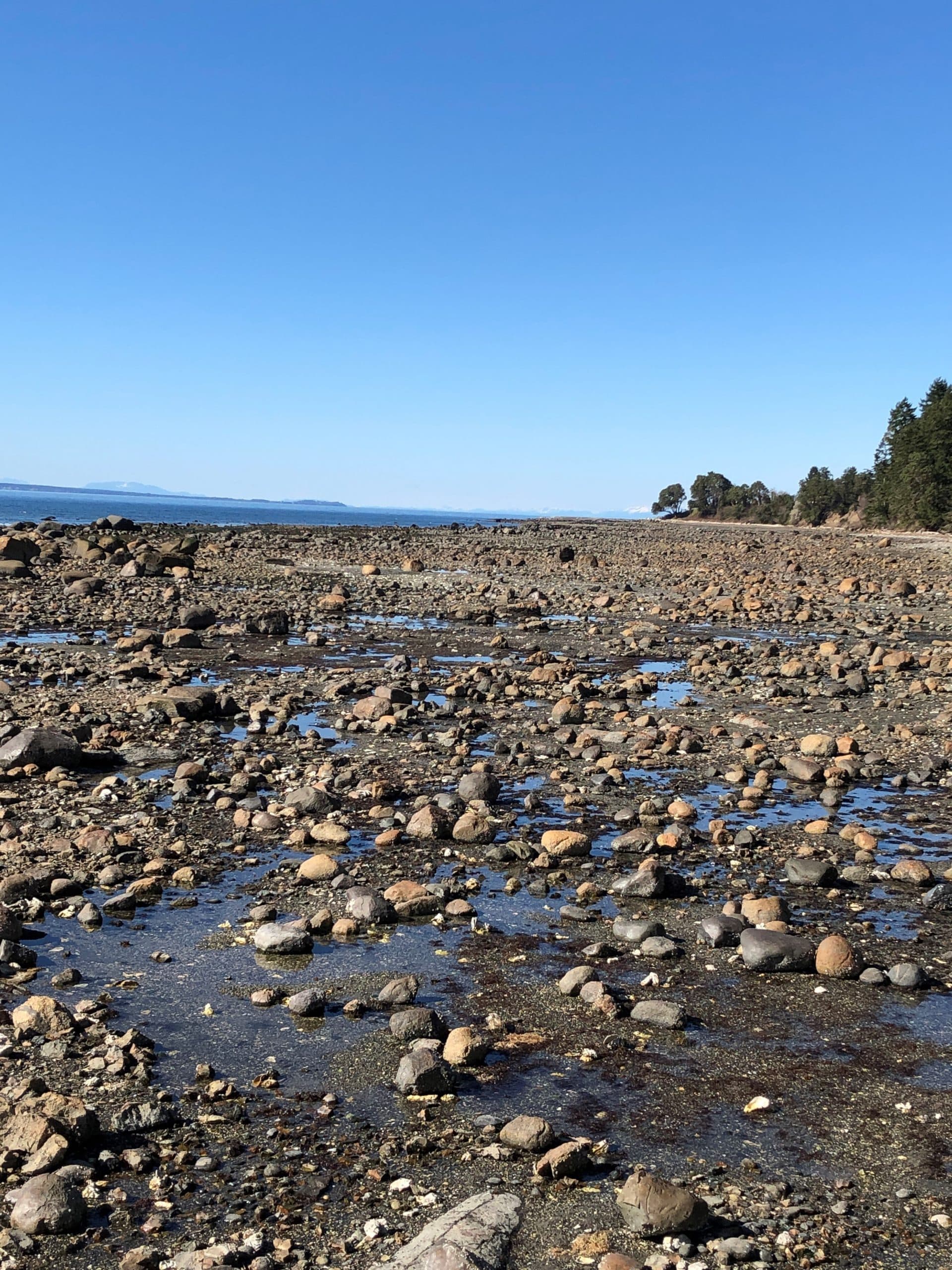 BCSGA | BC Shellfish Growers Association