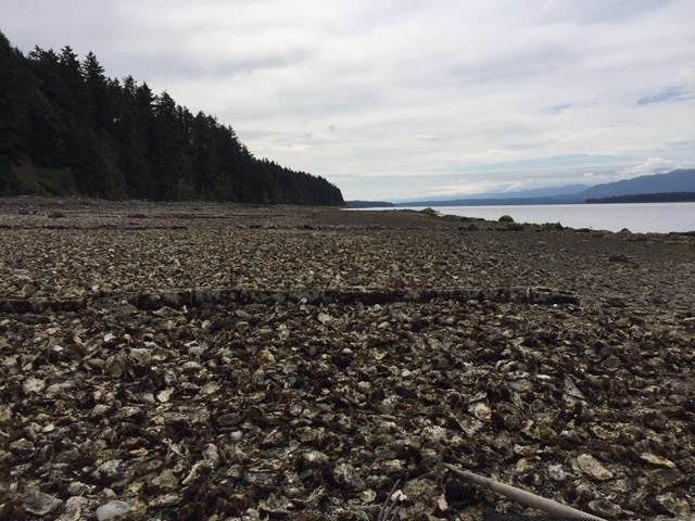 BCSGA | BC Shellfish Growers Association