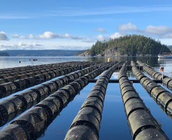 BCSGA | BC Shellfish Growers Association