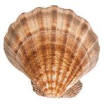 Home - BC Shellfish Growers Association