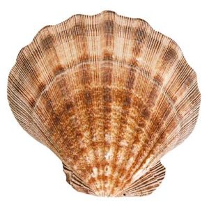 Home - BC Shellfish Growers Association